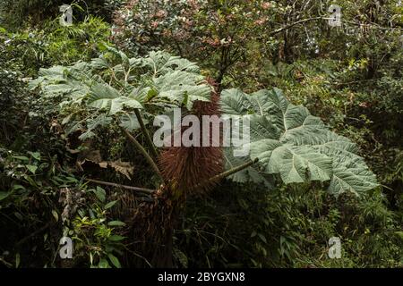 Giant Rhubarb, Gunnera insignis, Gunneraceae, Barva Volcano, Braulio ...