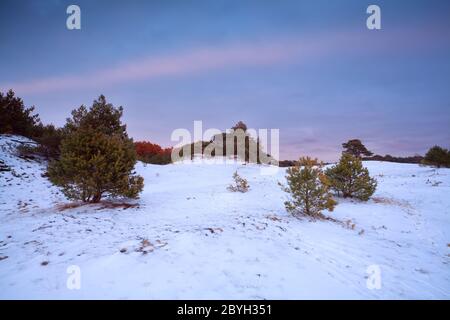 Dutch forest at sunset Stock Photo - Alamy