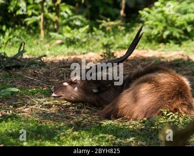 The Sitatunga is a highly specialised swamp living antelope. Here a ...
