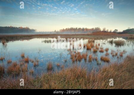 gold sunshine over swamp in autumn, Friesland, Netherlands Stock Photo ...