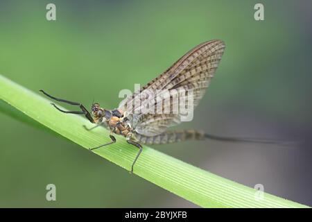 Ephemera vulgata, a species of mayfly in the genus Ephemera, also ...