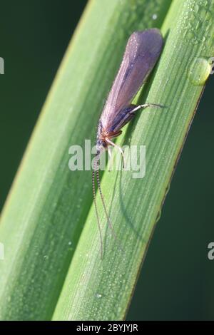 Limnephilus affinis, a caddisfly from Finland with no common english ...