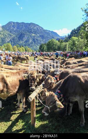 Traditional alpine cattle in the Bavarian Alps, Germany Stock Photo - Alamy