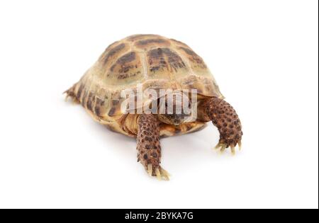 Russian Asian tortoise over white background Stock Photo - Alamy