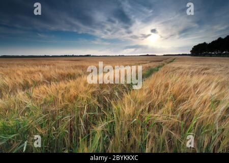 sunshine over wheat field in summer Stock Photo - Alamy