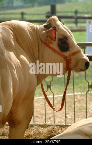 Young bull from the Piedmontese Fassone breed Stock Photo - Alamy
