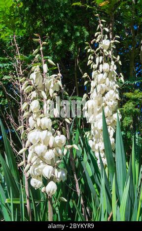 Yucca plants growing in White Sands National Monument, New Mexico, USA ...