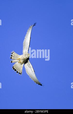 An aerial view of a Kestrel bird flying over the sea Stock Photo - Alamy