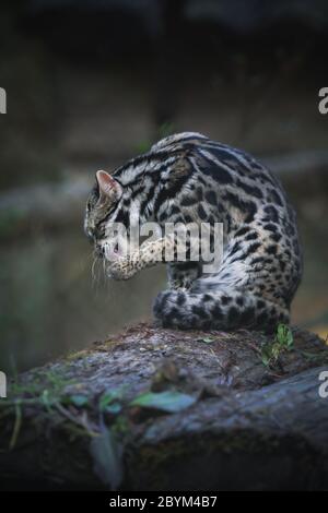 Leopard cat ( Prionailurus bengalensis) a small wild cat native to ...