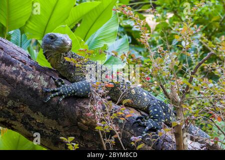 The Crocodile monitor (Varanus salvadorii) is the longest lizard ...