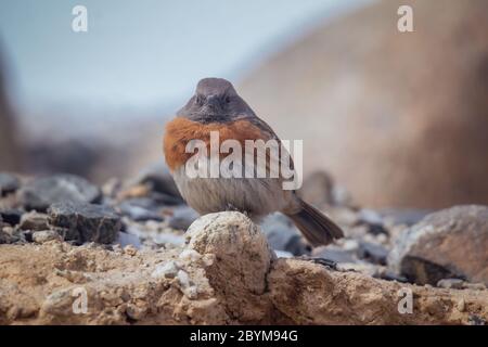 Robin Accentor, Prunella rubeculoides, Hanle, Jammu and Kashmir Stock ...