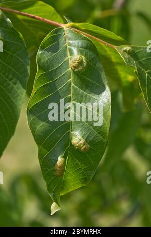Walnut Blister Mite (Aceria erinea) Arachnida Stock Photo - Alamy