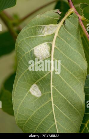 walnut leaf gall mite (Aceria tristriata), Arachnida, Mannheim, Germany ...