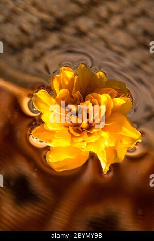 Macro shot of Kerria japonica Pleniflora flower isolated on water ...