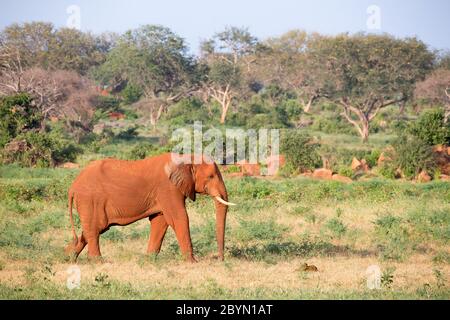 One big red elephant walks through the savannah between many plants ...