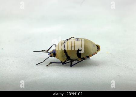 SKULL FACE SHIELD BUG Stock Photo - Alamy