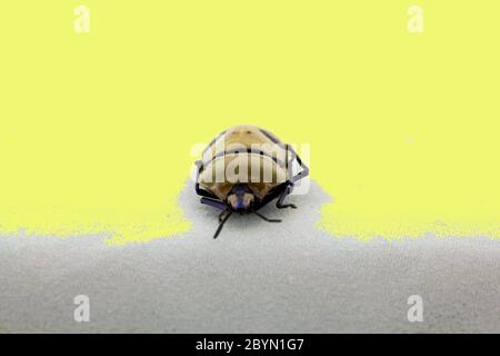 SKULL FACE SHIELD BUG Stock Photo - Alamy