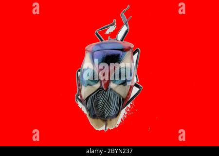 RED MASK SKULL FACE SHIELD BUG Stock Photo - Alamy