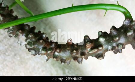 tinospora crispa tree herb Stock Photo - Alamy