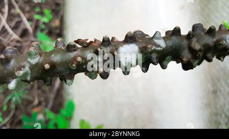 tinospora crispa tree herb Stock Photo - Alamy