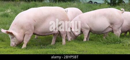 Healthy young pigs growing on the green meadow summertime Stock Photo ...