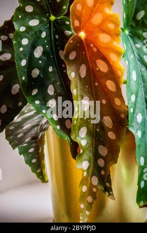 Begonia or Begonia maculata ,Begonia Maculata Wightii plant Stock Photo ...