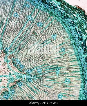 light photomicrograph of pine tree wood cross section seen through a ...