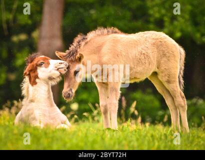 Two skewbald foals are playing together and are grooming together ...