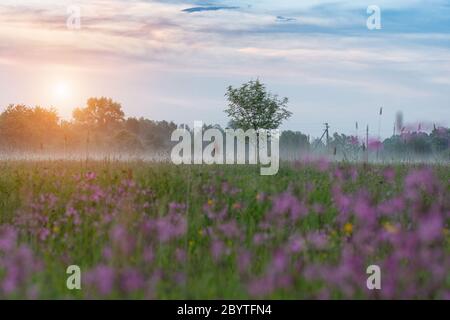Sunrise on a field covered with wild flowers in summer season with fog ...