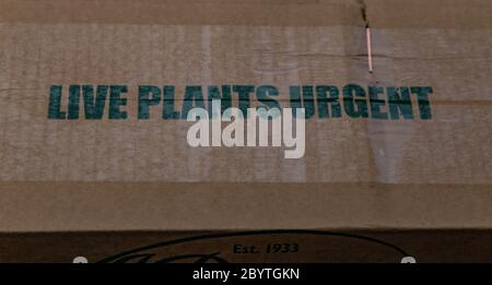 Online live plant order packaging Stock Photo - Alamy