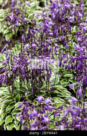 Little Mauve Flowers Stock Photo - Alamy