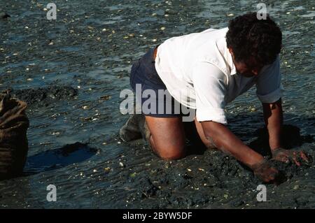 New Zealand Maori Picking Pipis Shellfish from Sand on Beach Stock ...