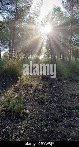 Sunbeams through the Pine Tree Branches When Looking Up on a Sunny Day ...