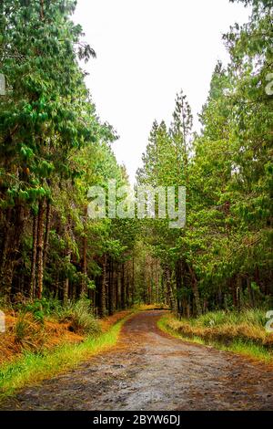 A mesmerizing shot of green trees in high lands and snowy mountains on ...