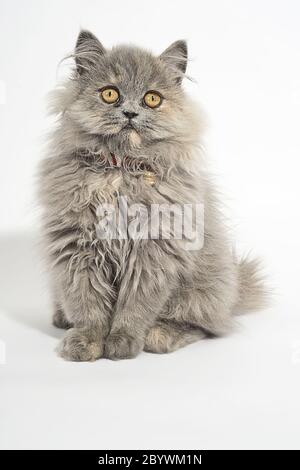 Isolated image of a Persian cat on the table, grey cat. pets and ...