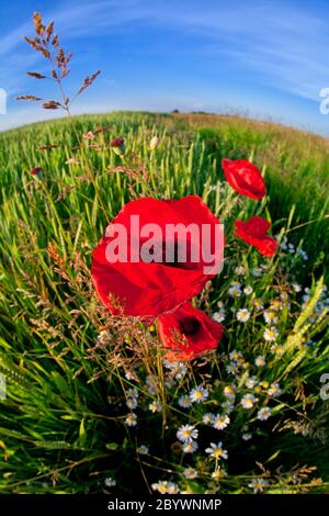 red poppy flower via fish eye over blue sky Stock Photo - Alamy