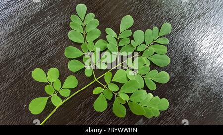 Moringa oleifera is a plant that is often called the drumstick tree ...