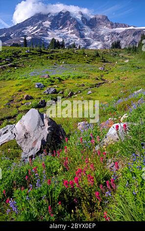 Wildflowers in Paradise meadows, Mount Rainier National Park ...