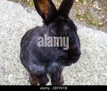 A closeup image of a white and black rabbit eating grass during the ...