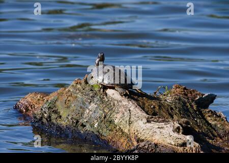 painted turtle sunning on a floating tree Stock Photo - Alamy