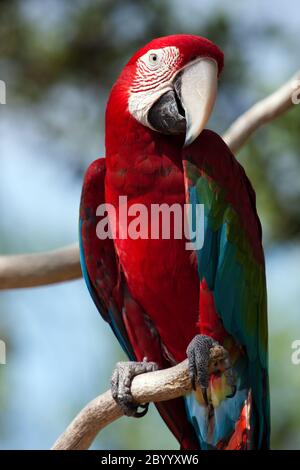 Red Macaw perched on a tree Stock Photo - Alamy