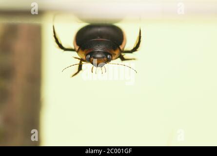 Diving beetle, Hydaticus seminiger Stock Photo - Alamy