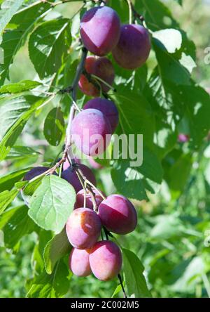 Plum tree branches with ripe sweet juicy fruits in sunset light in ...