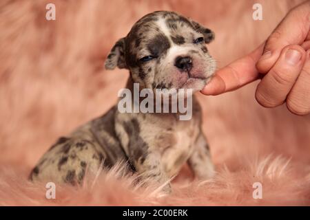 human holding cute american bully on pink fur background Stock Photo ...