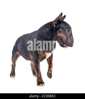 adult Miniature Bull Terrier Stock Photo - Alamy