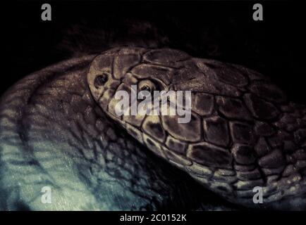 Sketch made with digital tablet, snake head Stock Photo - Alamy