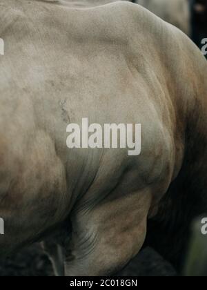 breed of Argentine bull reared for meat Stock Photo - Alamy