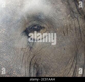Eyebrow of an elephant Stock Photo - Alamy