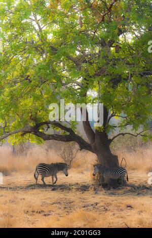 Zebra under a tree in the wild Stock Photo - Alamy