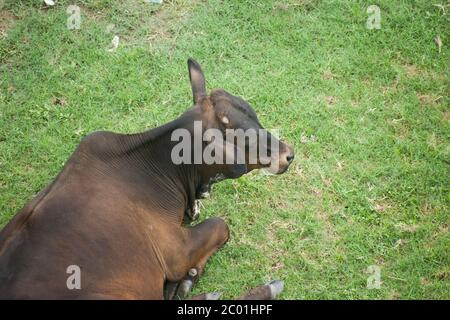 Cattle, or cows, are the most common type of large domesticated ...